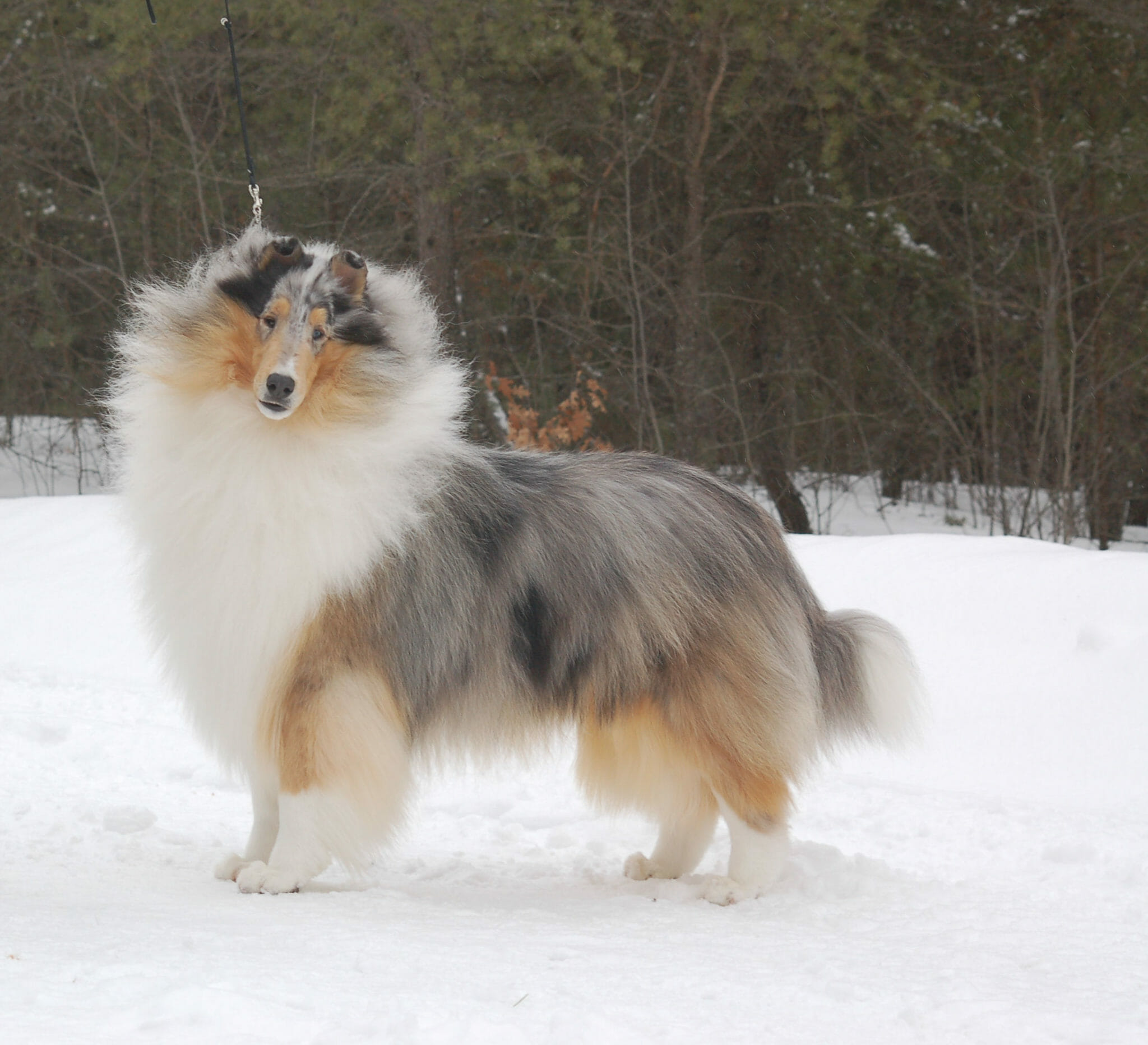 GCHB CH Wyndlair Point Given – Maverick Collies