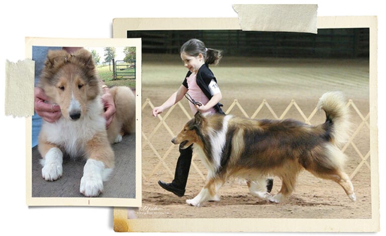Our History – Maverick Collies