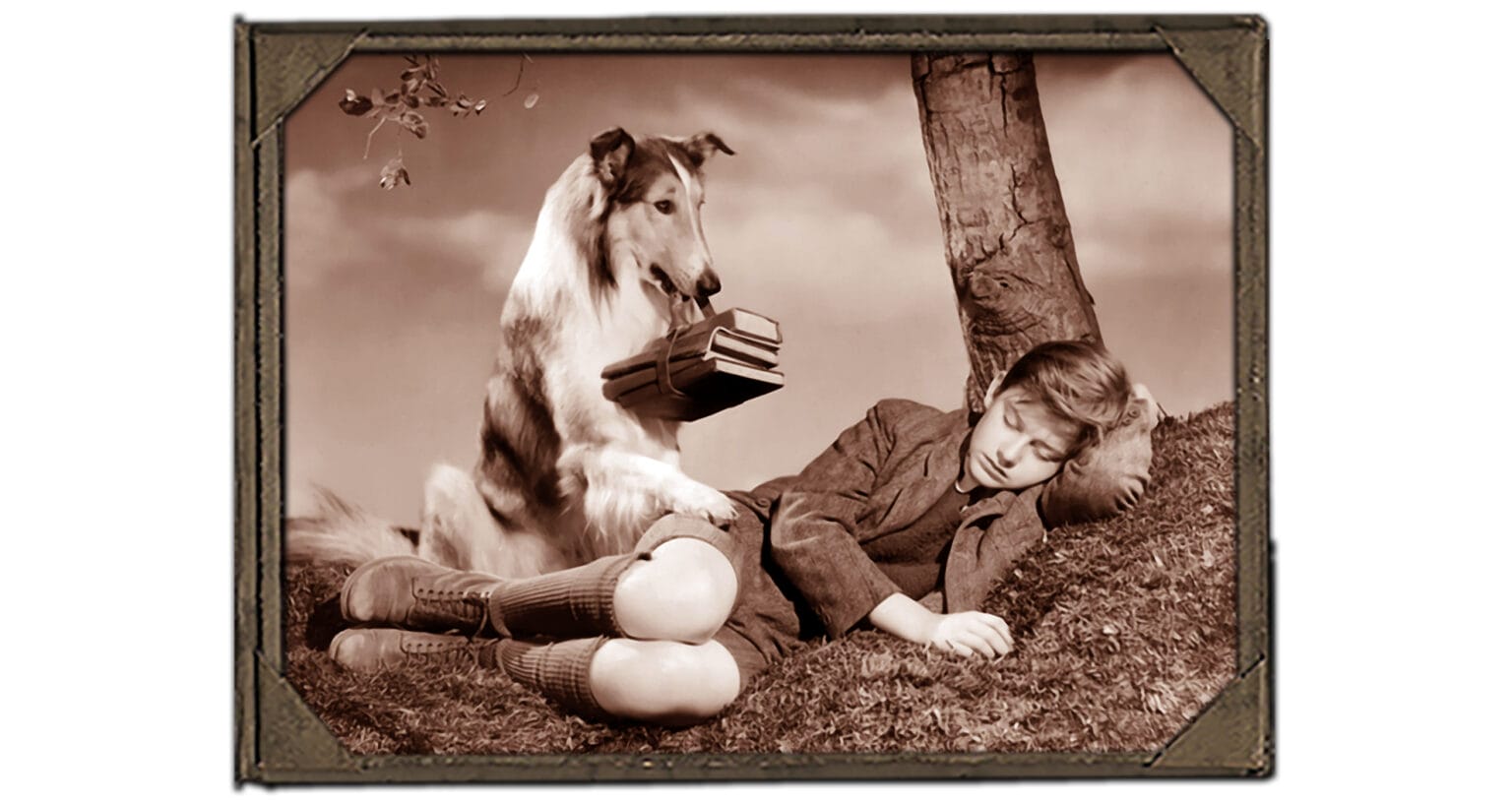Maverick Collies | Texas’ Premier Breeder