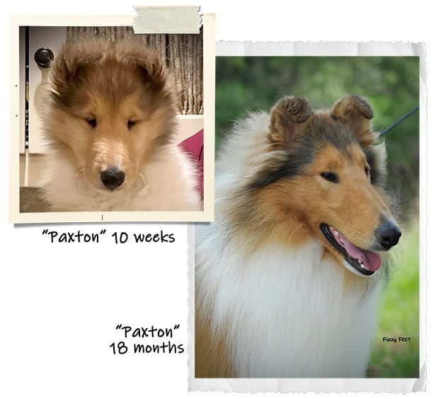 Collie Puppies For Sale | Maverick Collies | Texas